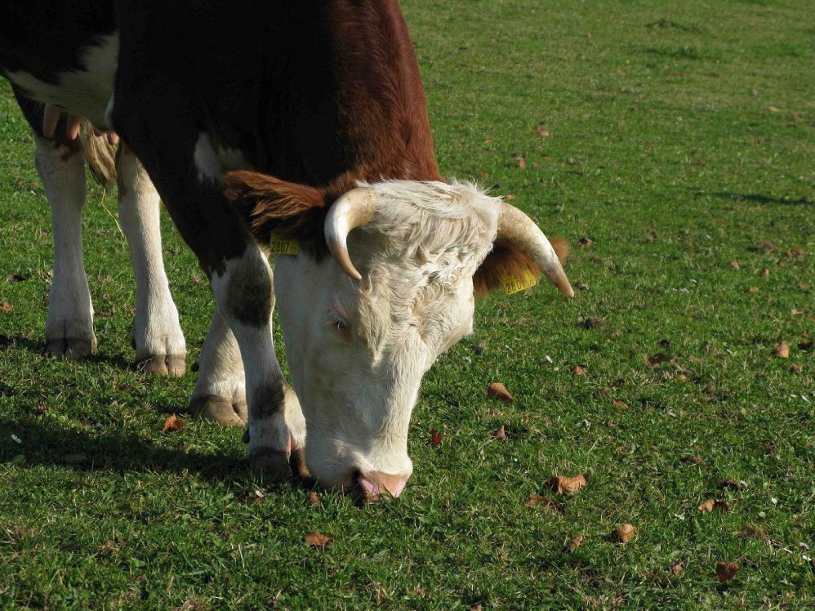 Verschiedene Nutztier-Informationen