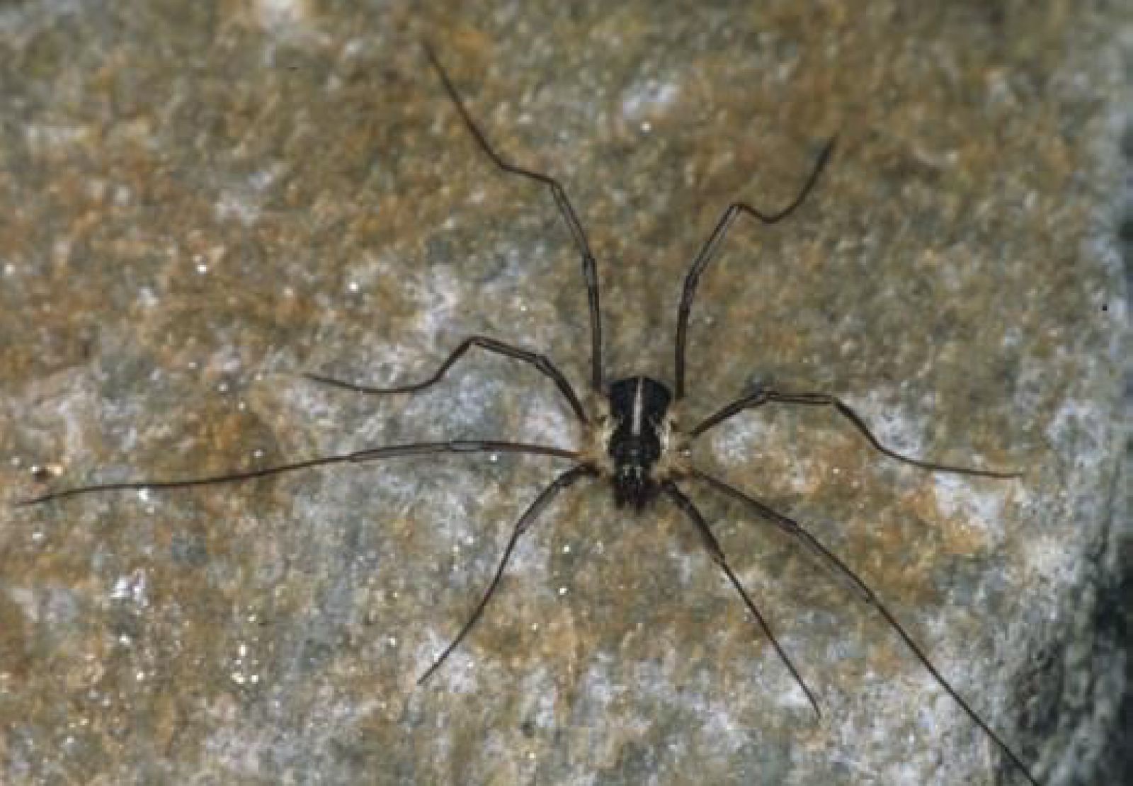 Steckbrief Weberknecht