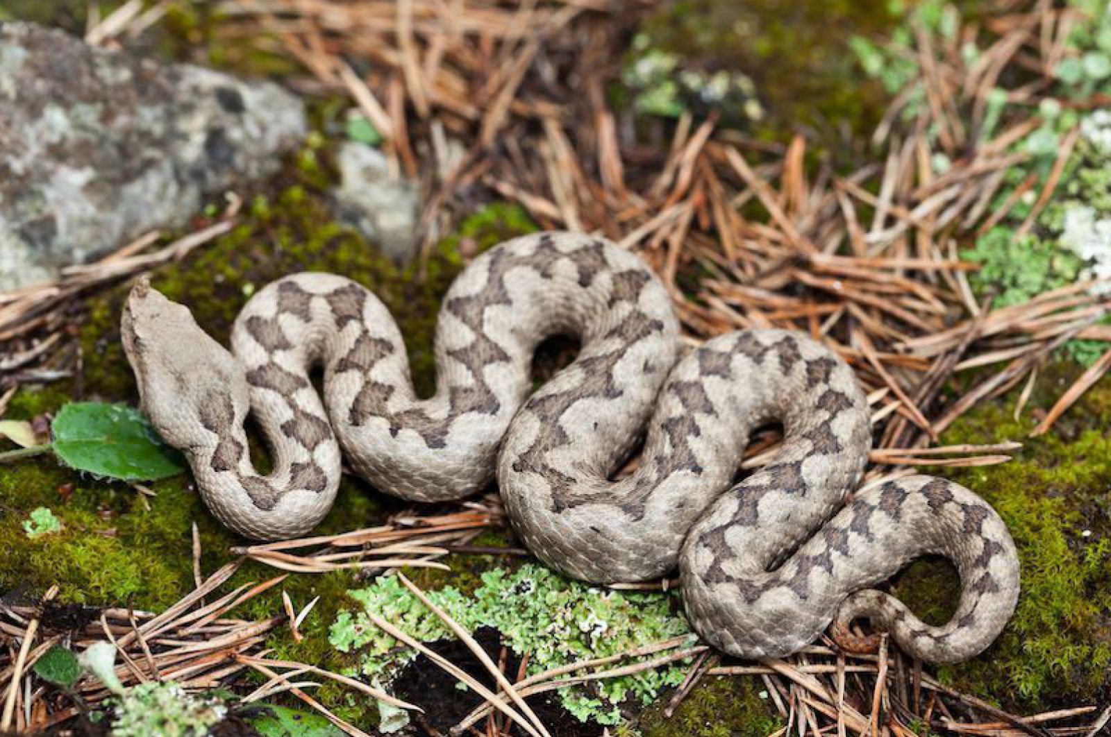 Steckbrief Hornviper